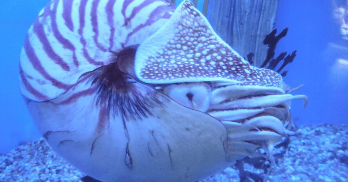 5 Mysterious Abyssal Zone Creatures Thriving In Extreme Depths