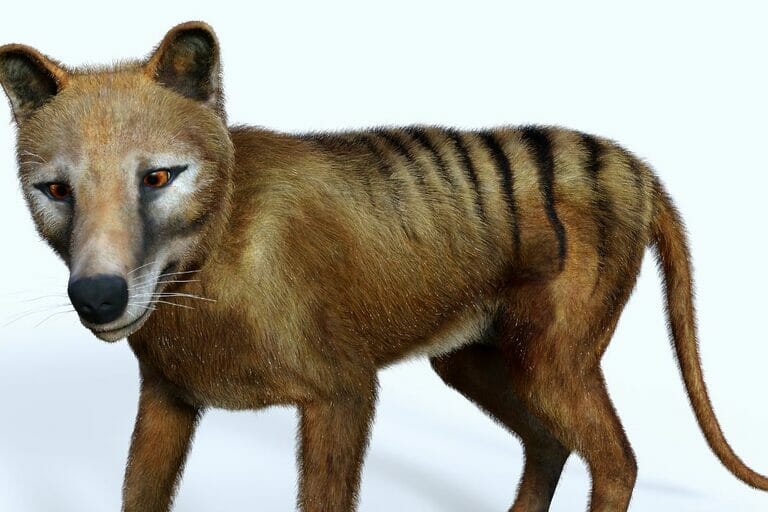 The Thylacine (Tasmanian Tiger) Became Extinct In The 1960s… Or Did It ...