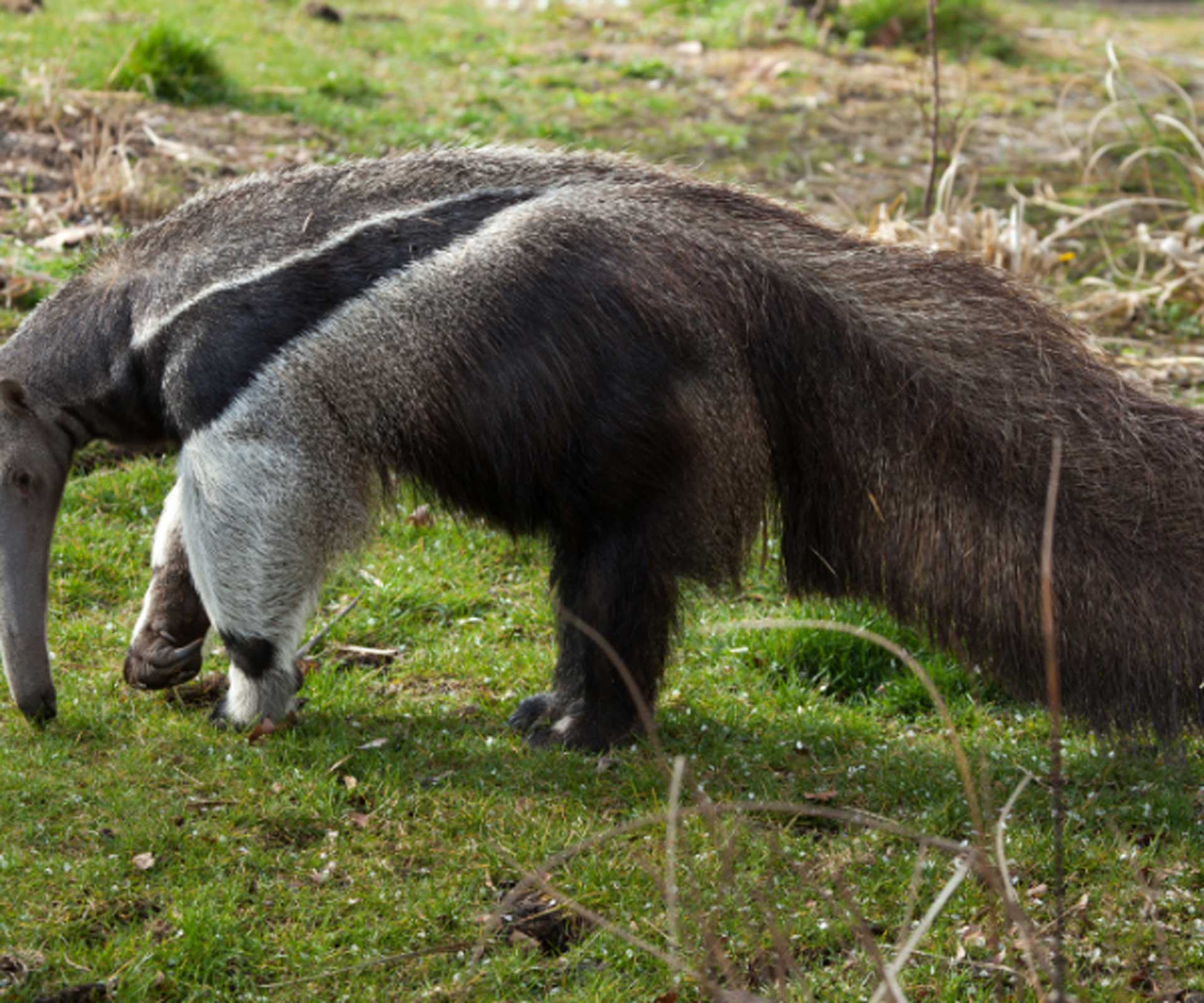 Discover 64 Fascinating Animals That Start With X