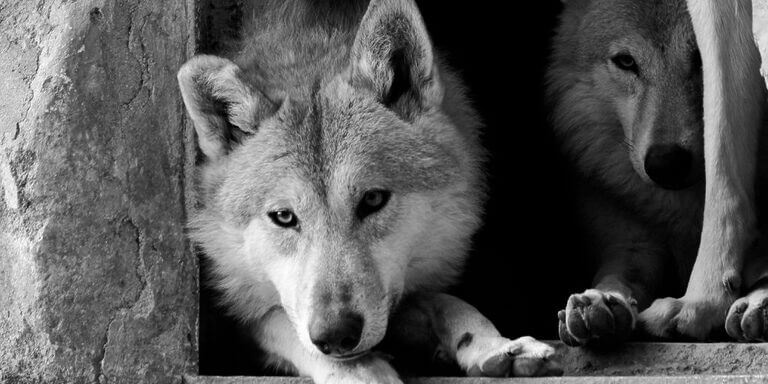 Discover The World’s Rarest Wolf Species - Surprising Facts!