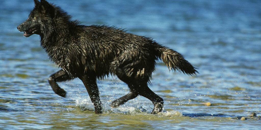 Discover The World’s Rarest Wolf Species - Surprising Facts!