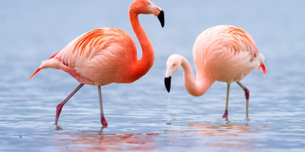 Discover Interesting Animals In Cancun: Wildlife Awaits!