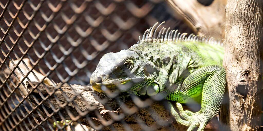 Discover Interesting Animals In Cancun: Wildlife Awaits!