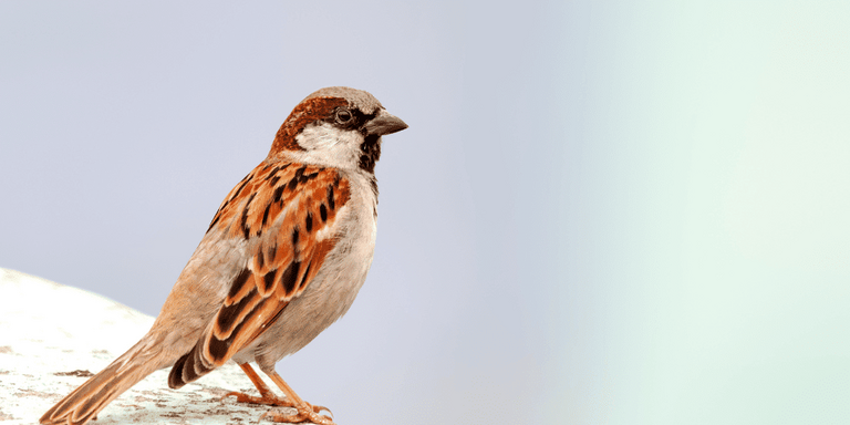 Birds A To Z - Alphabetical List Of Bird Species - Cool Wood Wildlife Park