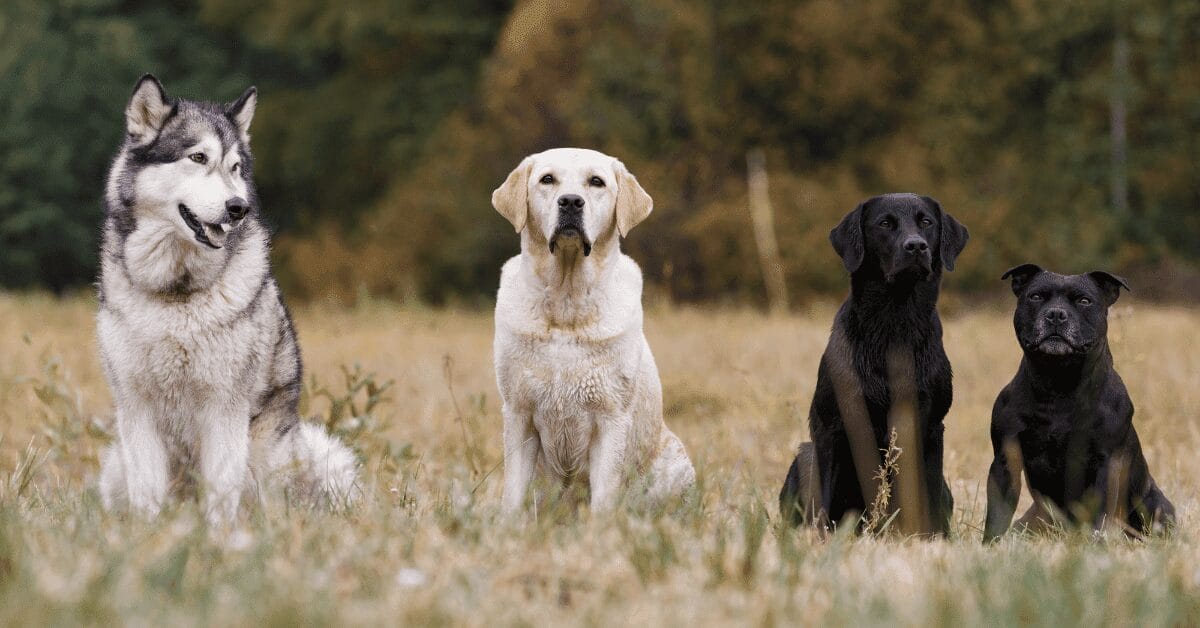 Guide To Dog Breeds: Explore The Diversity Of Canine - Cool Wood ...