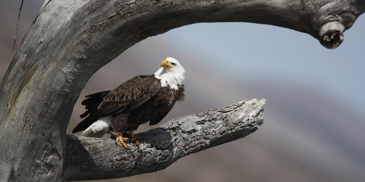 13 Interesting Animals In Ohio - You Might Not Know