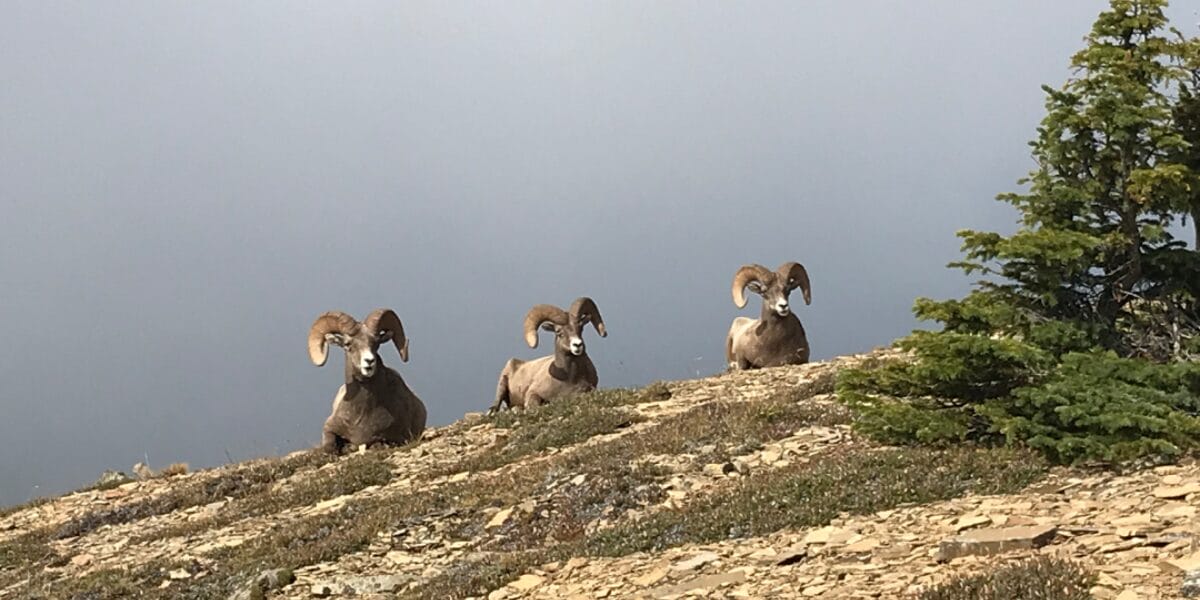 15 Interesting Animals In Death Valley