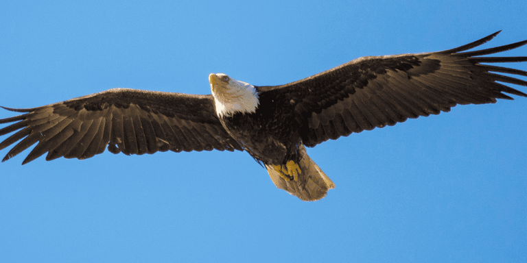 10 Animals In The Pacific Northwest: A Wild Discovery - Cool Wood ...