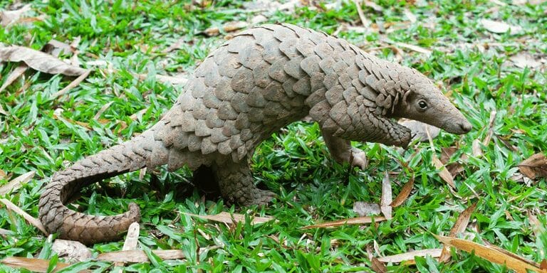 9 Surprising Animals That Looks Like Anteaters: A Closer Look