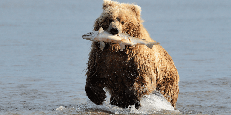 10 Animals In The Pacific Northwest: A Wild Discovery - Cool Wood ...