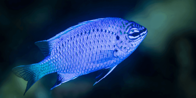 4 Fascinating Types Of Big Lip Animals - Cool Wood Wildlife Park