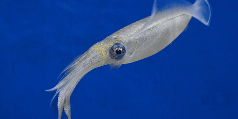 Mysterious Animals Of The Twilight Zone: Creatures Of Dusk