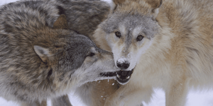 Unveiling The Mystery: How Do Wolves Sleep? - Cool Wood Wildlife Park