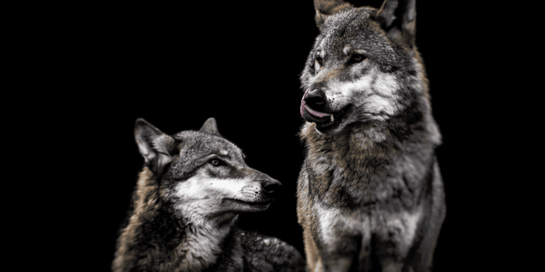 Unlocking The Mystery: Can Wolves See In The Dark? - Cool Wood Wildlife ...