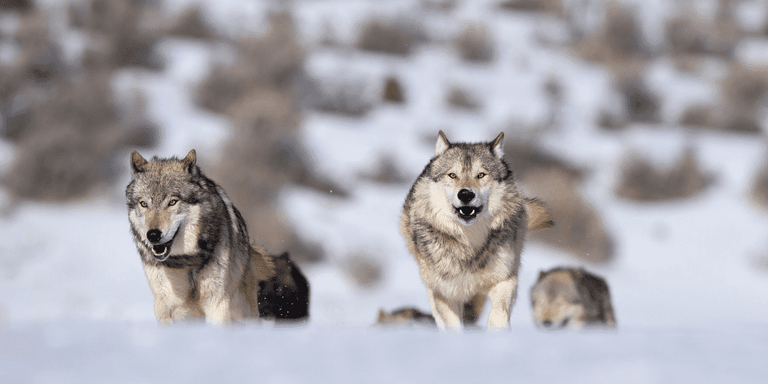 Unveiling The Truth: Do Wolves Eat Plants? - Cool Wood Wildlife Park