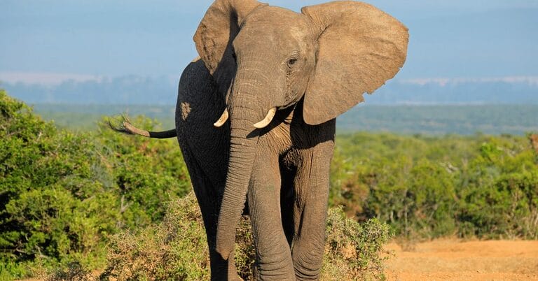 Endangered Animals: Causes, Locations, And Conservation Efforts - Cool Wood Wildlife Park