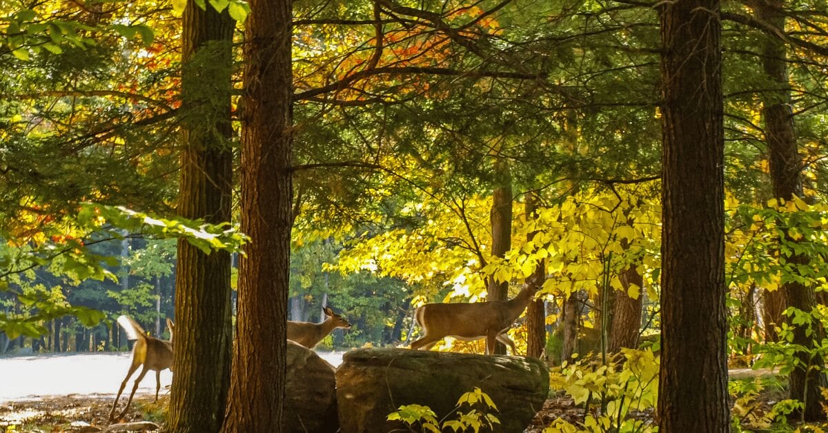 Endangered Animals: Causes, Locations, And Conservation Efforts - Cool Wood Wildlife Park