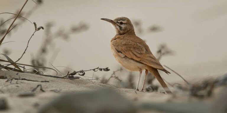 Discover 12 Interesting Animals Unique To The Middle East