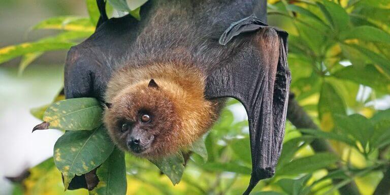 Discover 7 Interesting Animals In El Yunque's Rainforest