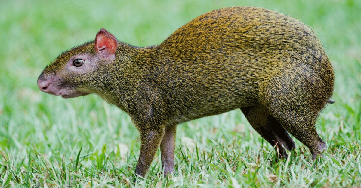 Animals That Look Like Capybara: 9 Fascinating Creatures