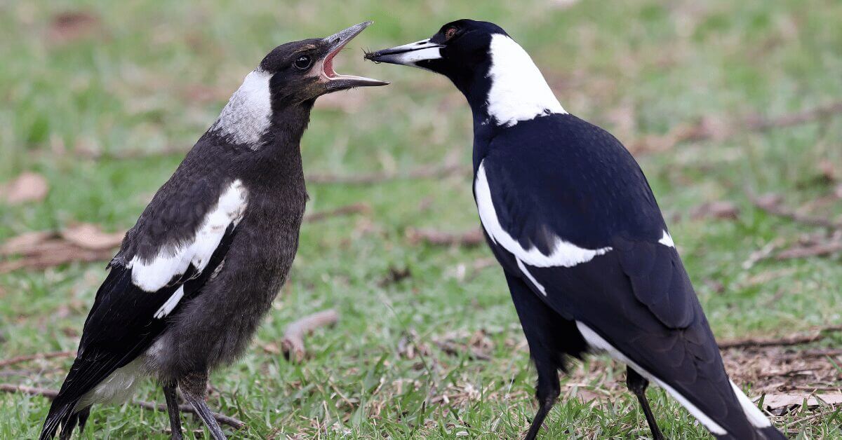Weird Animals In Australia: 15 Bizarre Creatures Down Under