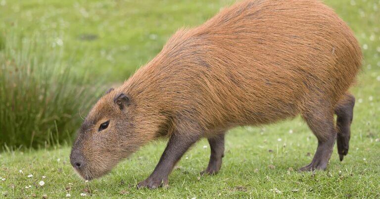 Animals That Look Like Capybara: 9 Fascinating Creatures