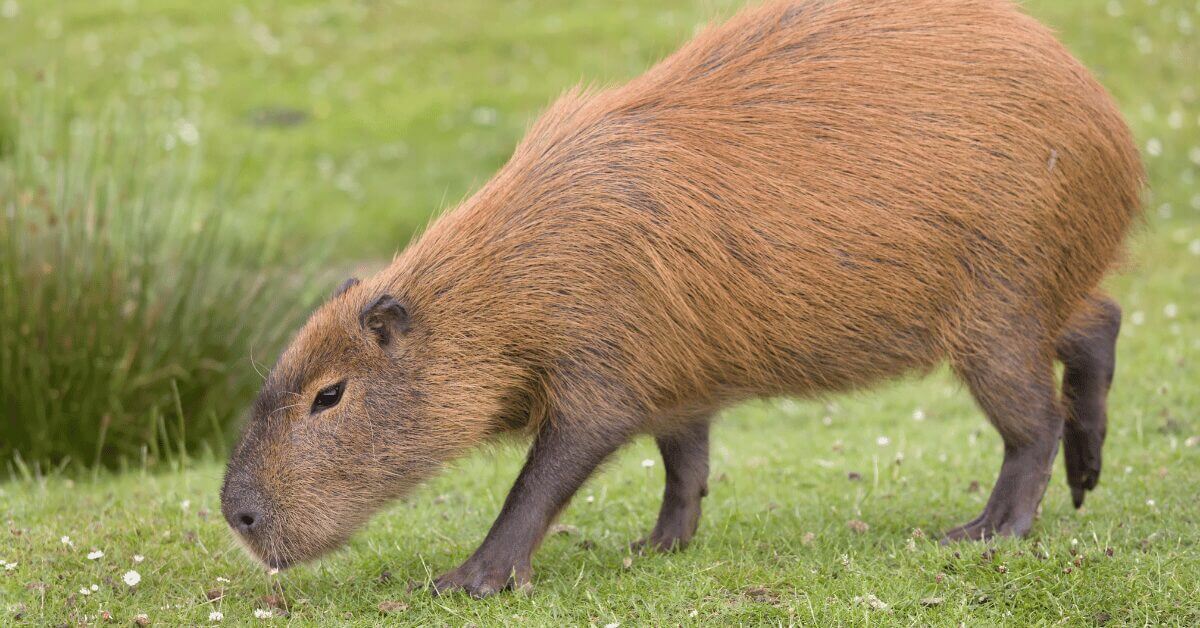 Animals That Look Like Capybara: 9 Fascinating Creatures