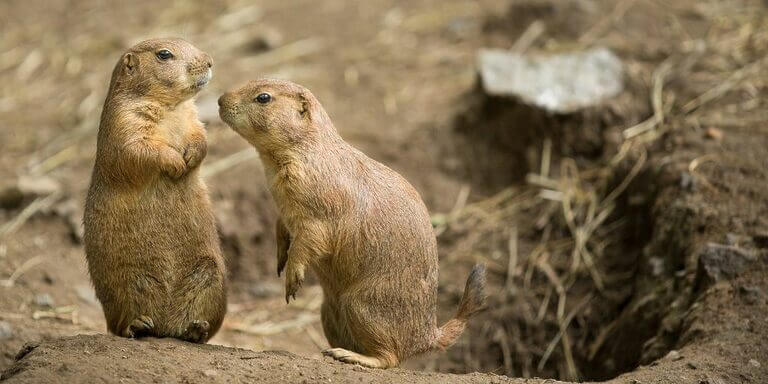 Interesting Animals In The Midwest: Discover Unique Wildlife