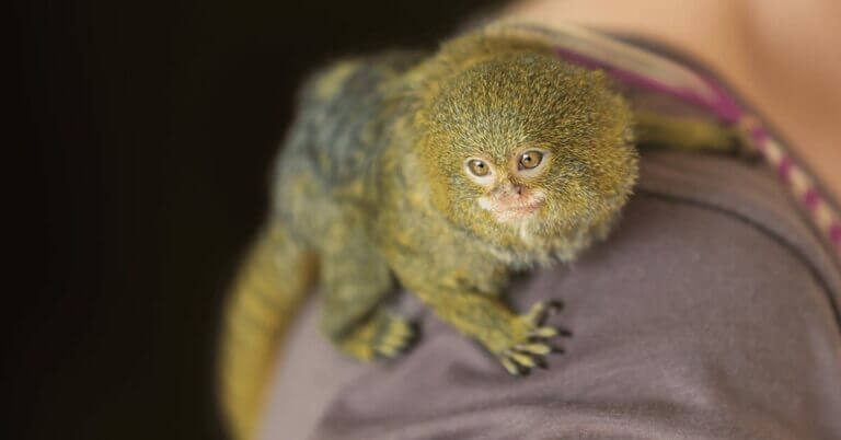 Small Breeds Of Monkeys: Tiny Wonders Of The Wild