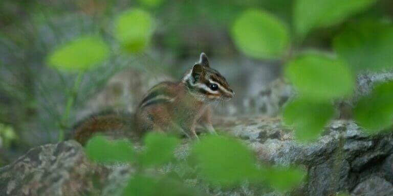 3 Animals That Look Like Squirrels – Discover Similar Species
