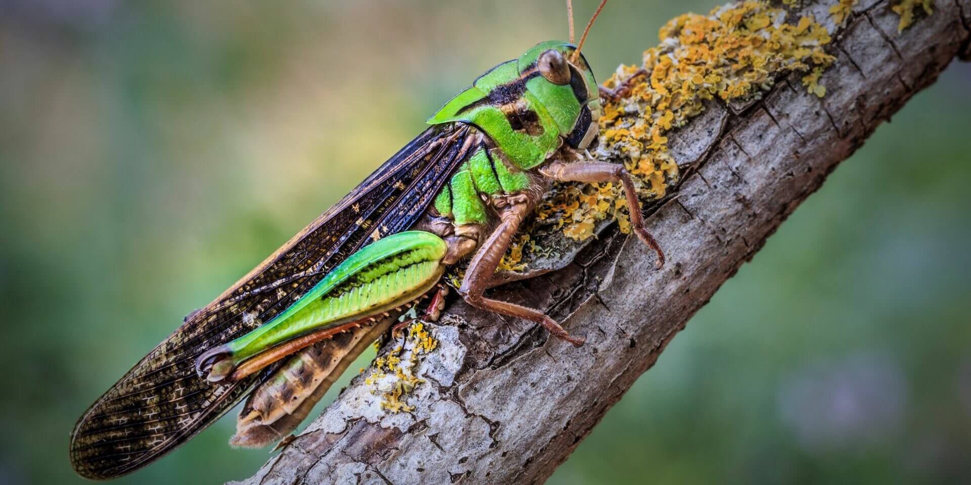 Animals That Transform: Nature's Incredible Shape-Shifters