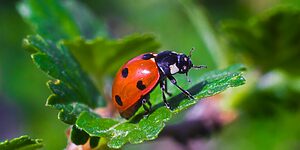 Animals That Transform: Nature's Incredible Shape-Shifters