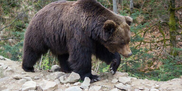 14 Terrain Types Worldwide And The Unique Animals They Host