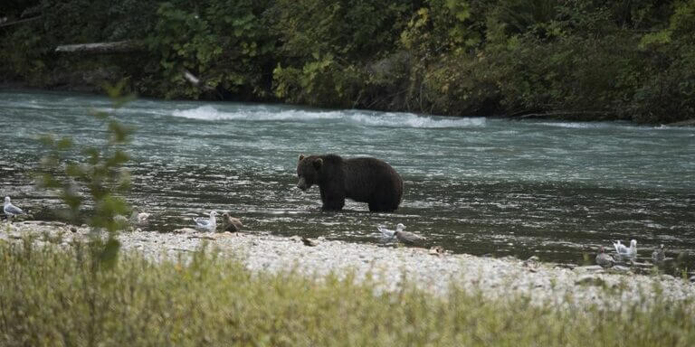 Nature's Tapestry: Wildlife Wonders Of The Pacific Northwest