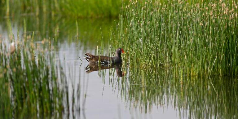 Water's Edge: The Dynamic Life Of Wetland Environments
