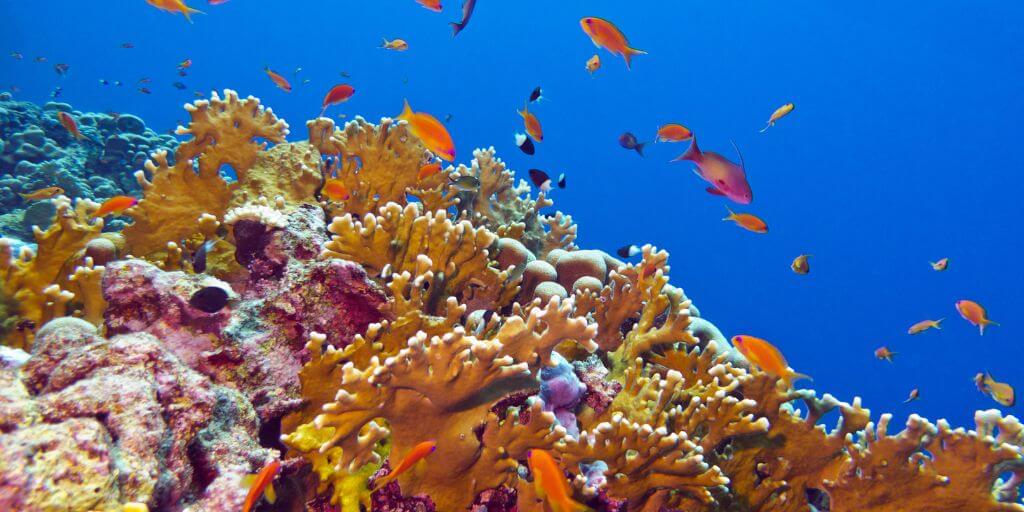 Animal Extinction & Conservation: Key Statistics And Insights - Cool ...